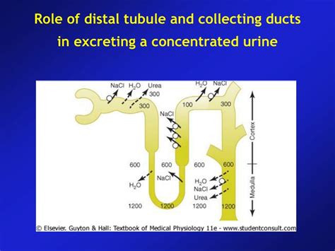 Ppt Regulation Of Extracellular Fluid Osmolarity And Sodium Concentration Powerpoint