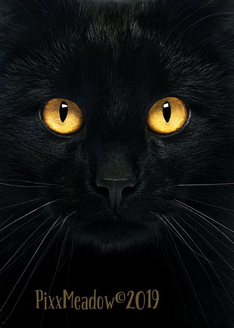 Black Cat Amber Eyes Photo Greeting Card Blank Photographic Etsy