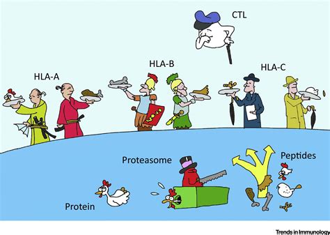 Present Yourself By Mhc Class I And Mhc Class Ii Molecules Trends In
