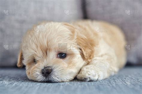 棕色的小狗maltipoo。一只说谎的狗的特写照片