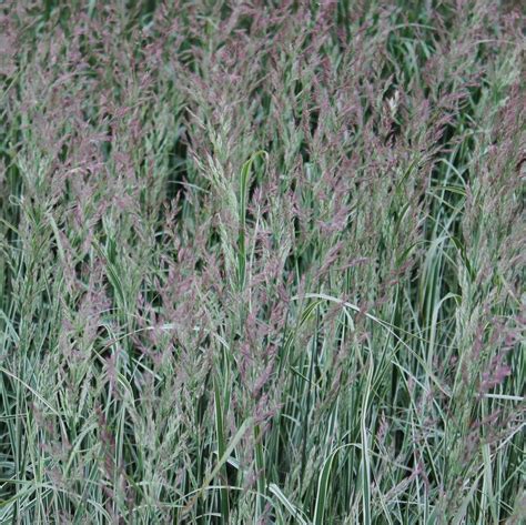 Calamagrostis Acutiflora Overdam Variegated Feather Reed Grass From