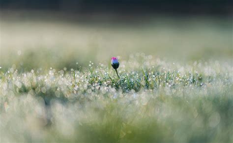 Dew Drop Hd Dew Drop Grass Hd Wallpaper Rare Gallery
