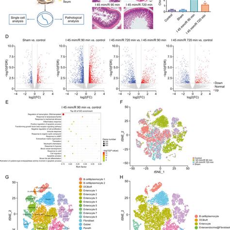 Cell Compositions Of The Small Intestine In Intestinal Download
