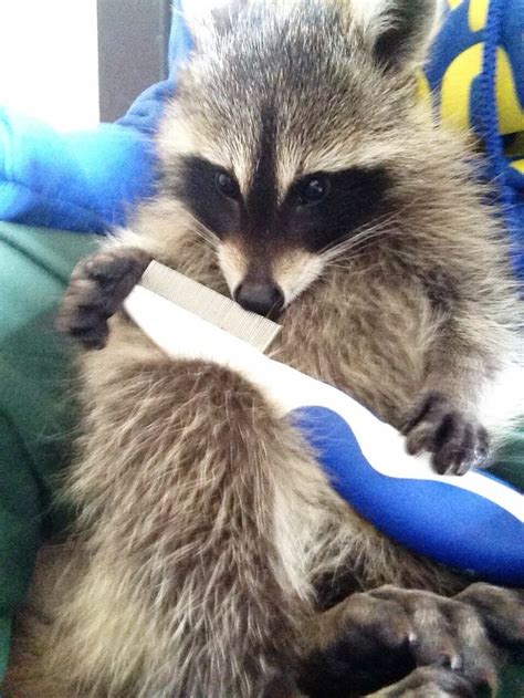Mom Can You Brush My Hair And Make Me Beautiful One Of Our Raccoon