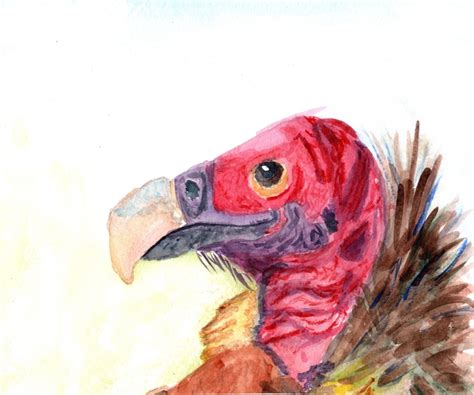 Lappet Face Vulture Watercolor Art Southern Africa