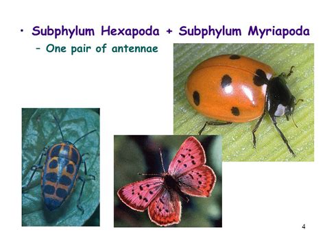 Subphylum Hexapoda