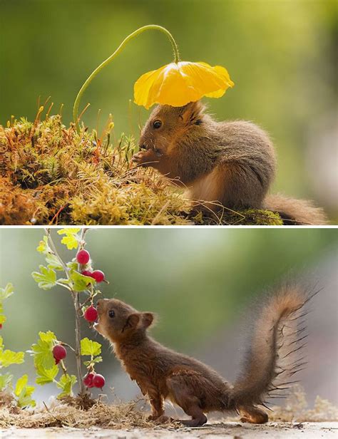 40 Pictures Of Squirrels Doing Cute Squirrel Stuff Bored Panda
