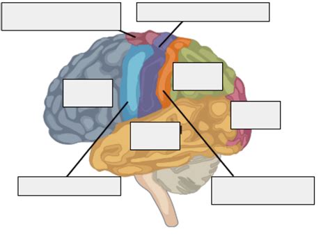 Brain Lobes Cortexes Diagram Quizlet