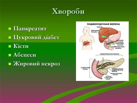 Підшлункова залоза презентация онлайн