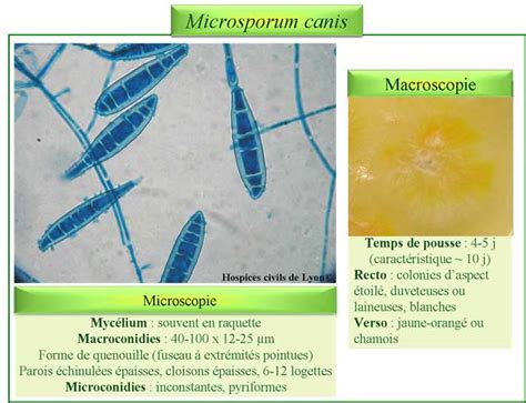 Diagnostic Mycologique Page Enseignement