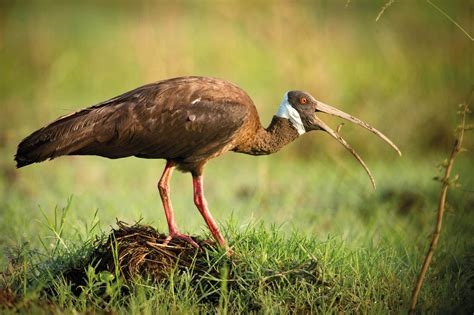 Cambodian Bird News Page 4 Cambodia Expats Online Forum News