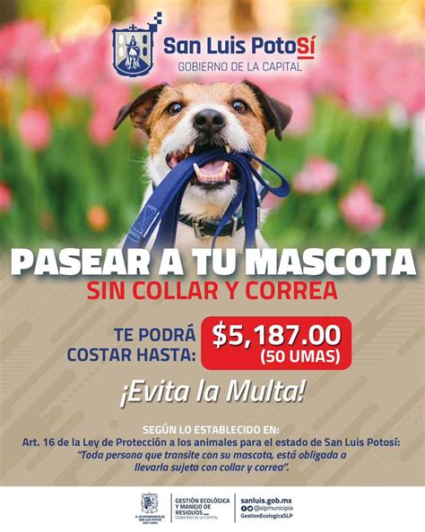 Multas de más de cinco mil pesos si paseas a tu mascota sin correa El