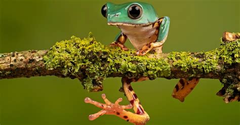 Cuánto sabes sobre ranas