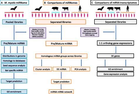 The Workflow Of Analyses And Bioinformatic Pipelines A The Pipeline