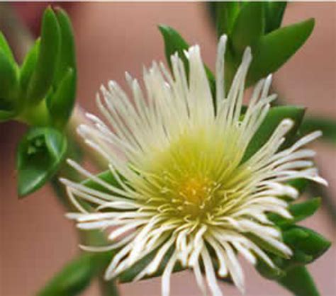 Kanna Seeds X 10 Etsy