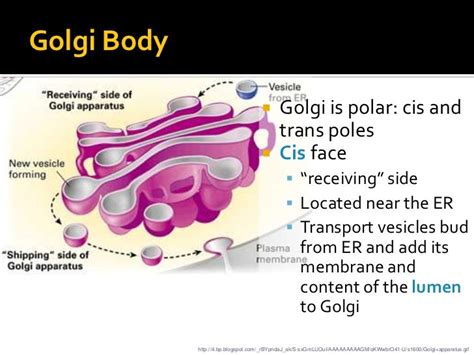 Organelles