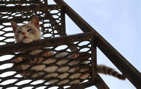 Premium Photo Cute Cat With Blue Eyes Bottom