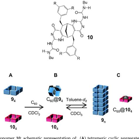 Monomer 10 Schematic Representation Of A Tetrameric Cyclic