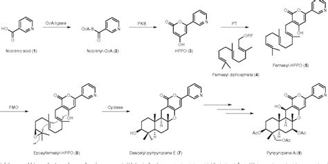 Ubiquinone Biosynthesis Pathway Semantic Scholar