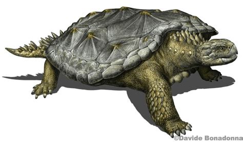 The Spiky Late Triassic Stem Turtle Proganochelys Rnaturewasmetal
