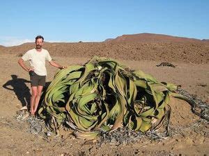 Welwitschia Mirabilis