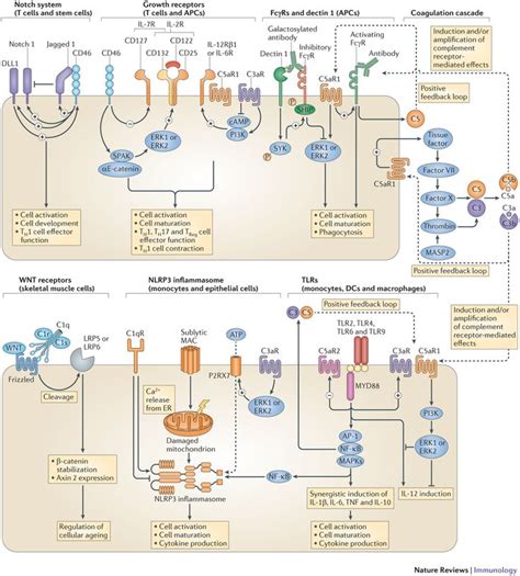 Mejores 17 Imágenes De Immunology The Complement System Pathways En