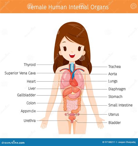 Female Human Anatomy Internal Organs Diagram Stock Vector