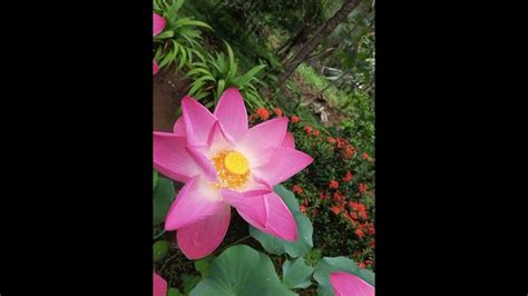 බලන්ඩ නෙලුම් මල පිපිලා තියෙන්නේ කොහෙද කියලා Srilanka Youtube