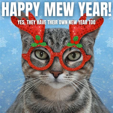 What Year Is It Cat Meme