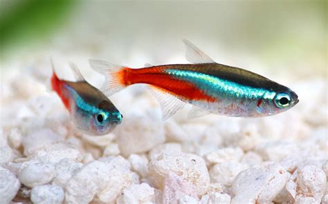 Neon Tetra Care Complete Guide For Beginners Aquariumnexus