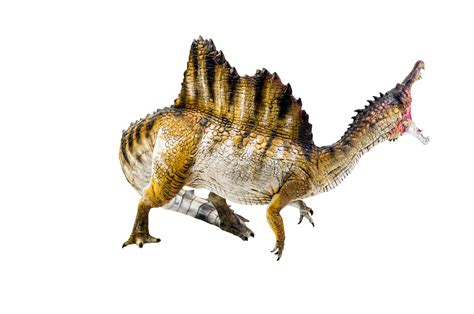Dinosaur Spinosaurus Isolated Background 13811399 Png