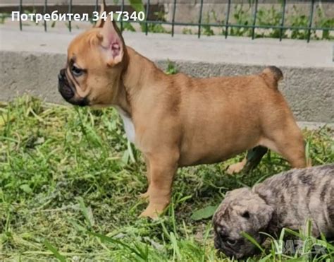 Френски булдог в Френски булдог в с Калековец Id44817413 — Bazar Bg