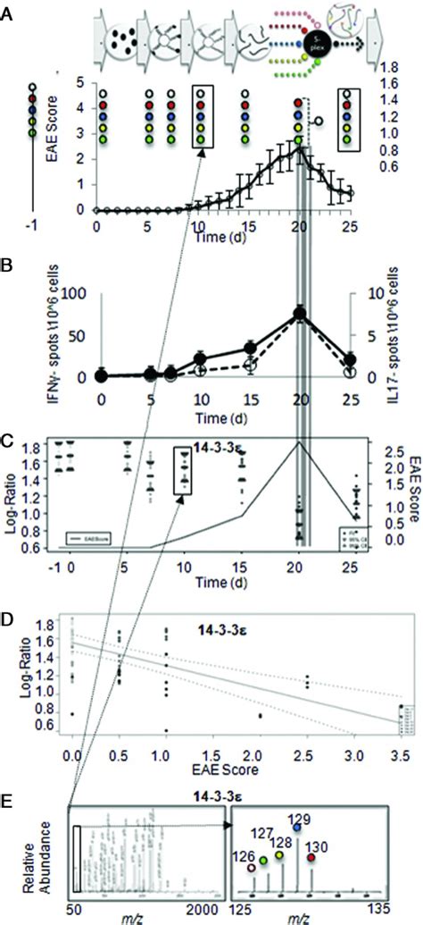 Illustration Of The M2 Proteomics Correlation Of Relative 14 3 3ε