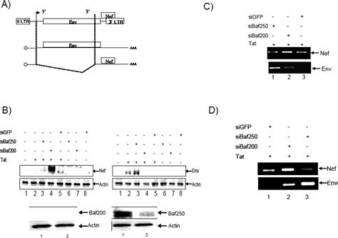 Transcription Through The Hiv 1 Nucleosomes Effects Of The Pbaf