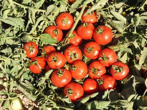 Cs 2109 Centric Seeds