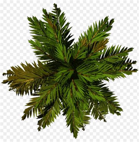 Tree Top Png File Palm Top View PNG Image With Transparent Background