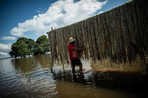 Milhares Já Sofrem Com A Cheia No Amazonas Amazônia Real