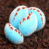 200pcs Mini Blue Lithops Succulent Seeds BestSeedsOnline Free