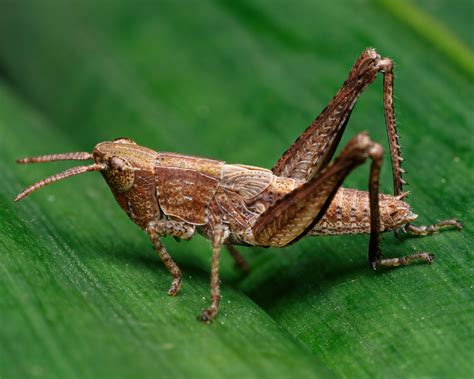 エンティリア カリナータ カモフラージュ カモフラージュ昆虫 ジャングル ツノゼミ トビイロウンカ ナチュラルデザイン バグ
