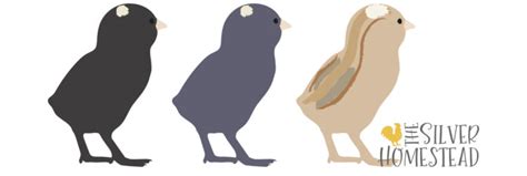 How To Breed Sex Link Chicken Chicks Silver Homestead