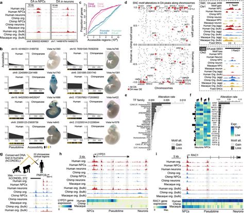 Chromatin Accessibility Differences In Human And Chimpanzee Cerebral