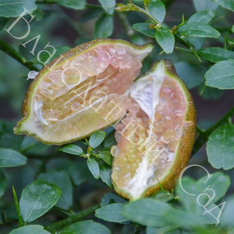 МИКРОЦИТРУС - ПАЛЬЧИКОВЫЙ ЛАЙМ (Microcitrus Fingerlime)