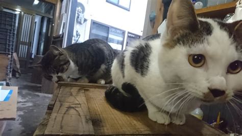 残された家族 野田りんご園ブログ