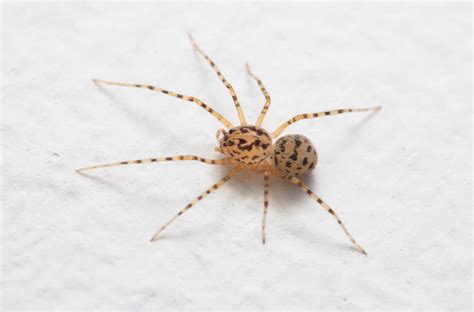 Are Spitting Spiders Dangerous To Humans Spider Pedia