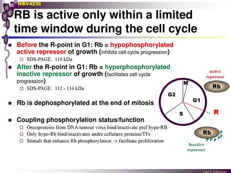 Rb And E2fs Linking Trx With Cell Cycle Ppt Download