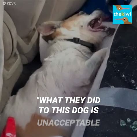 Dog Is Found Locked Inside Hot Car What They Did To This Dog Is