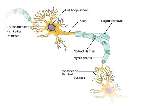 12 2 Nervous Tissue Anatomy Physiology