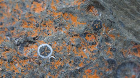 Ordovician Nicolet River Formation Crinoid Columnal Segments