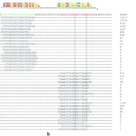 Schematic Representation Of Microrna Isomir Species Download Scientific Diagram
