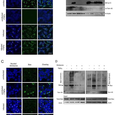 Baxbak Activation And Cytochrome C Release A Immunofluorescence